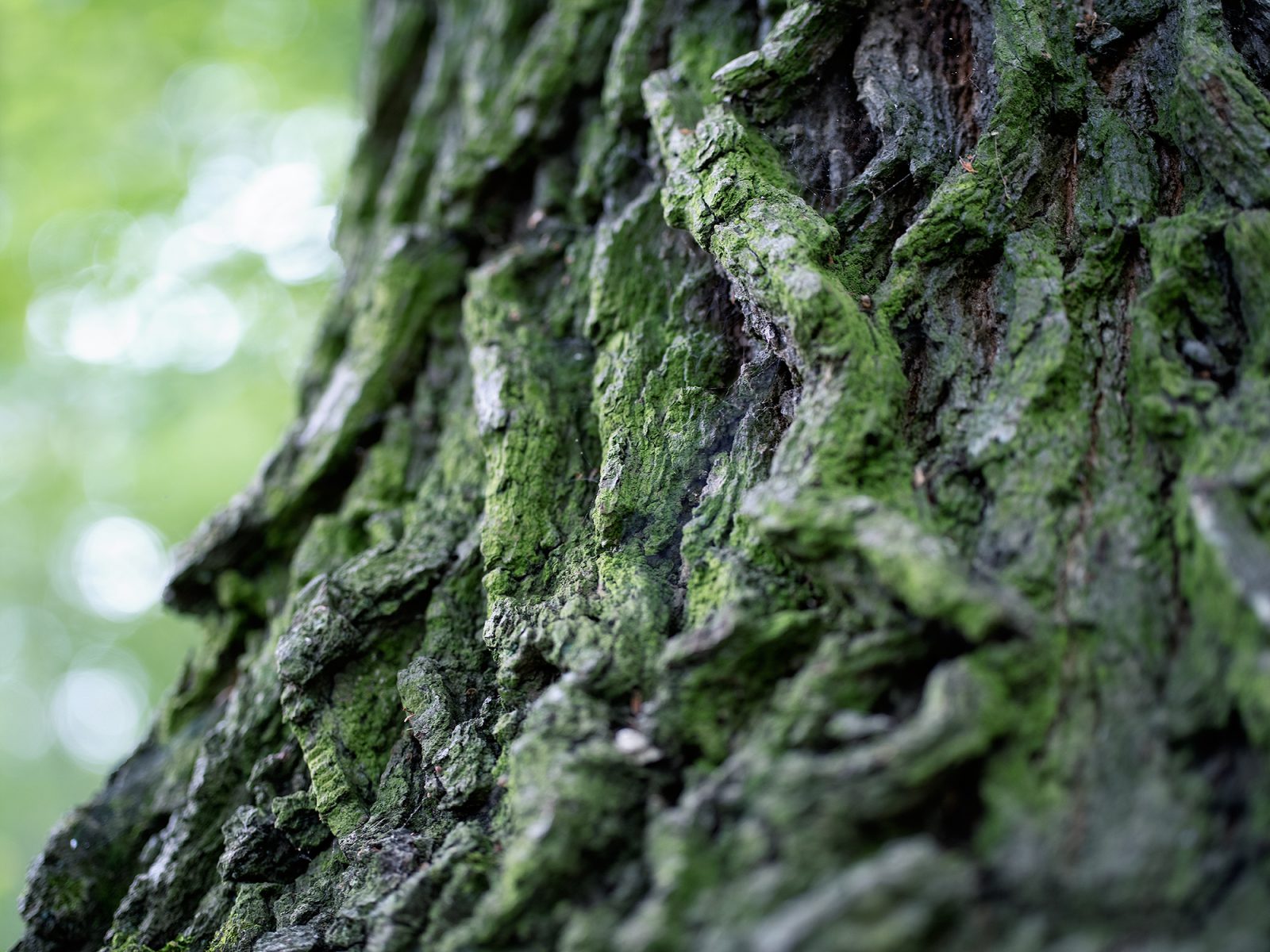 Makro & Mikro – lunatics